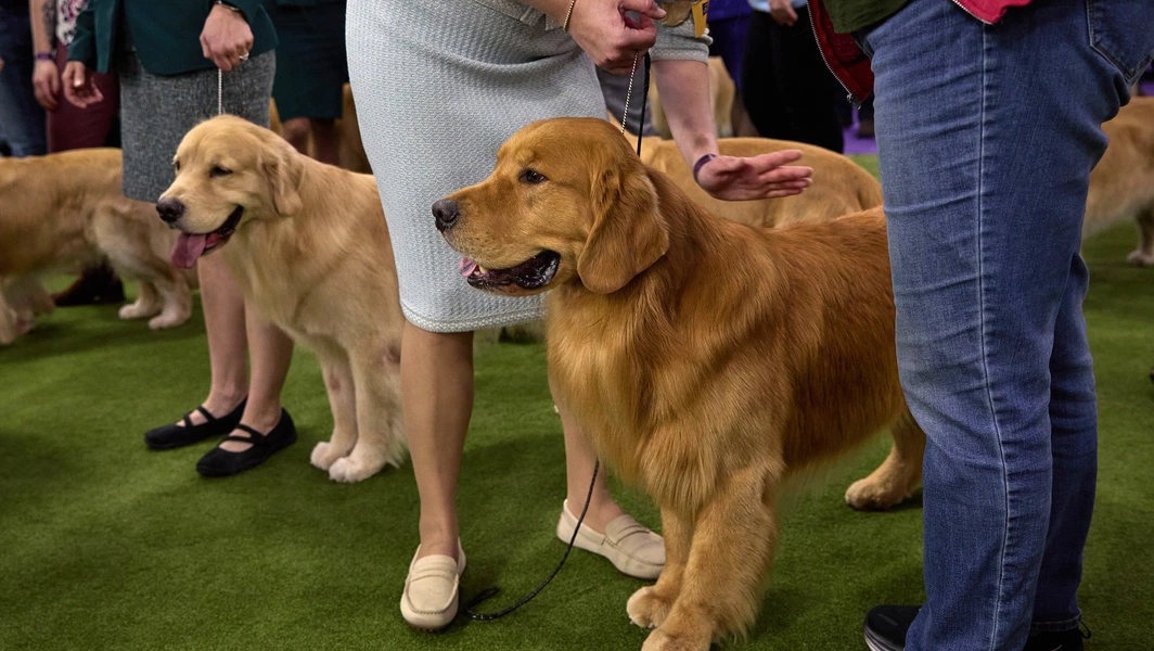 Vets list 7 breeds with golden retriever-like personalities