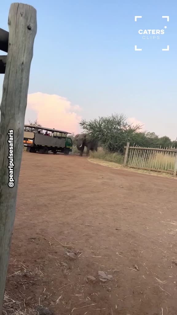 Heart-stopping moment elephant attacks safari tourists