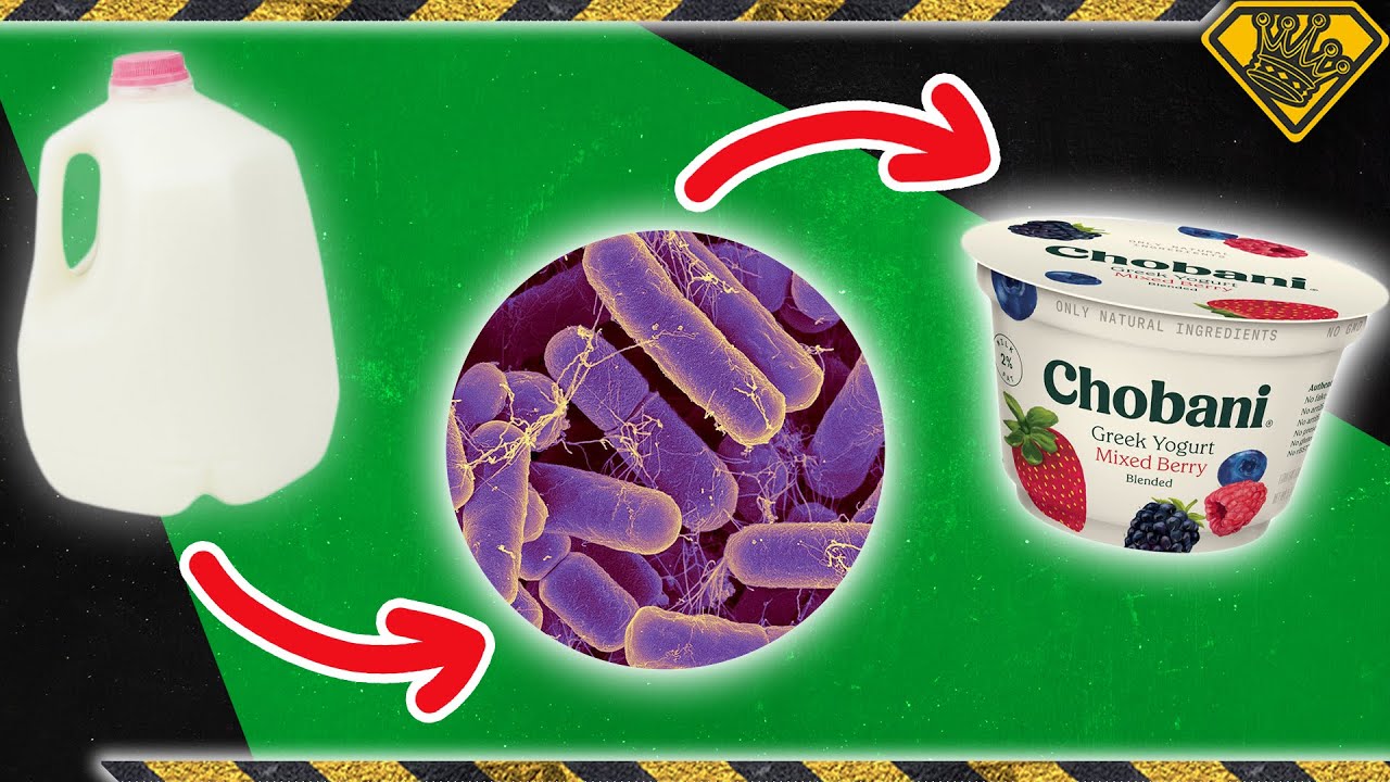 Why is there bacteria in your yogurt?