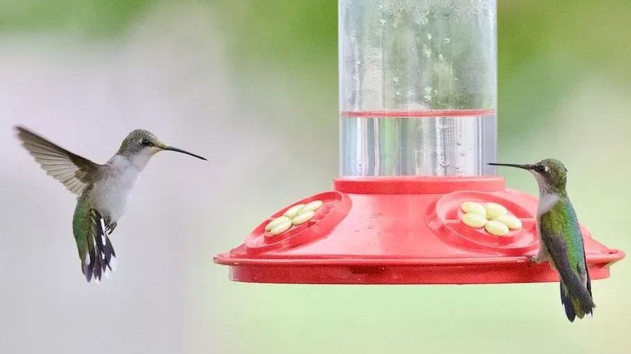 5 hummingbird feeding mistakes driving birds away that should alarm ...