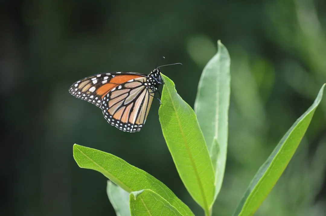 7 vibrant native flowers that will bring hundreds of monarchs to your yard
