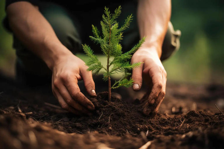 How many trees does one person need to offset their carbon footprint?