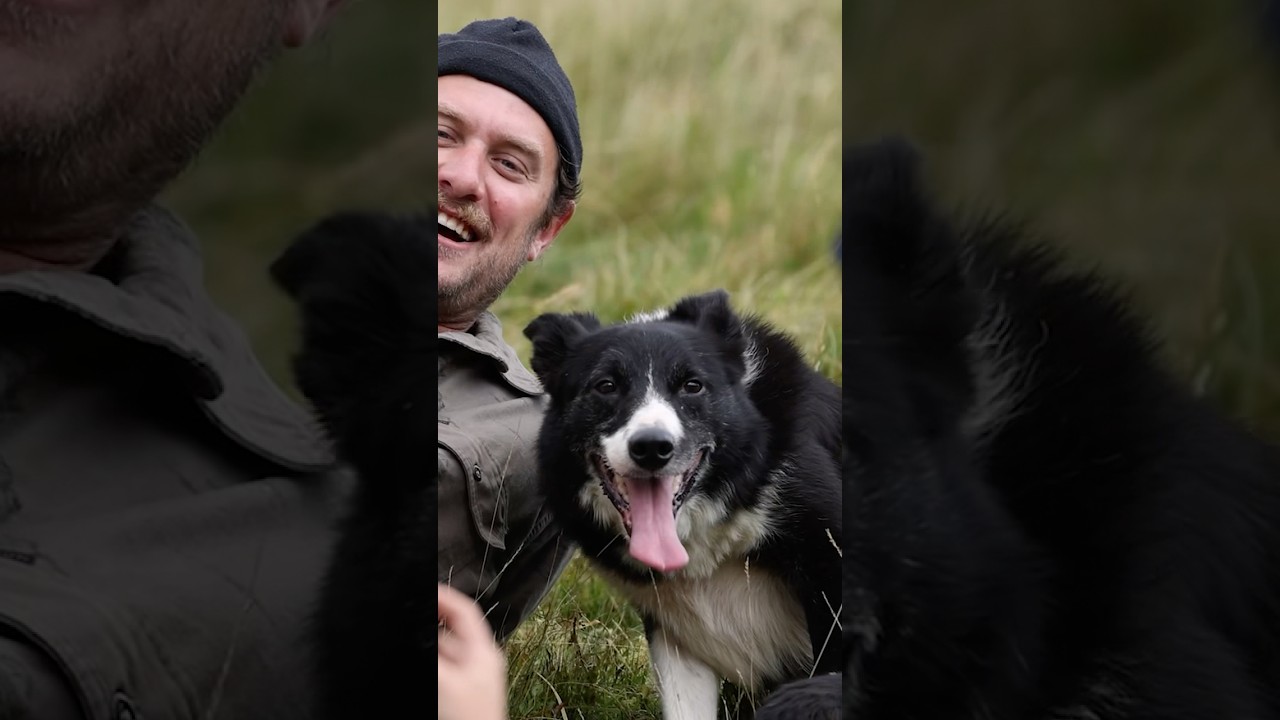 Learn the art of sheepherding with expert dog trainers