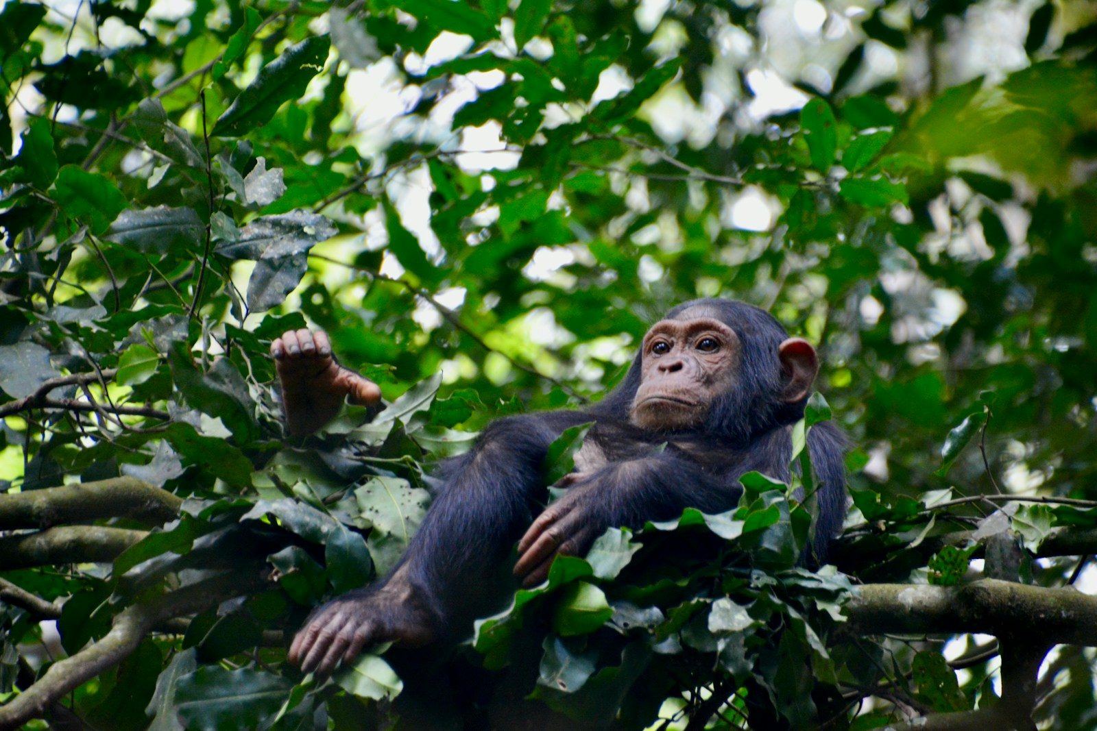 What happens when a chimpanzee snaps