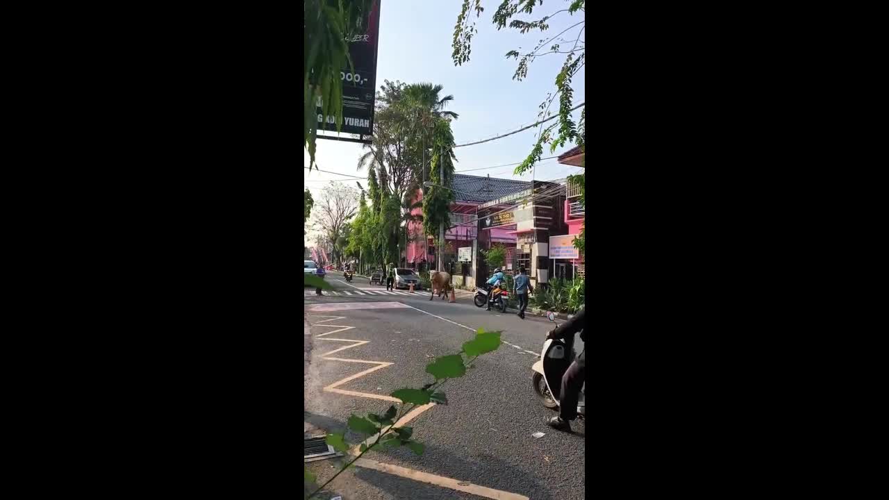 Cow runs loose on road in Lamongan, Java, Indonesia