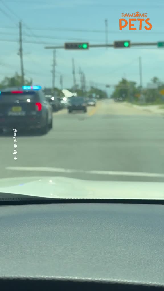 Police officer and motorist safely rescue turtle from Florida traffic