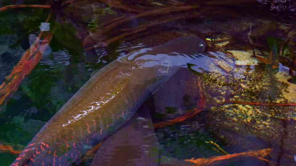 This giant fish produces milk for 1,000 babies – scientists couldn't ...
