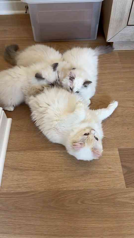Older kittens keep nursing from another litter