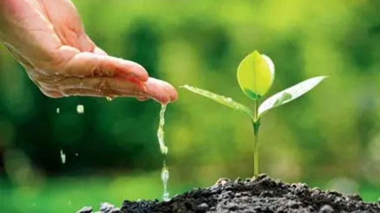 From one seed to 18 lakh saplings: How a Beed resident became green ...