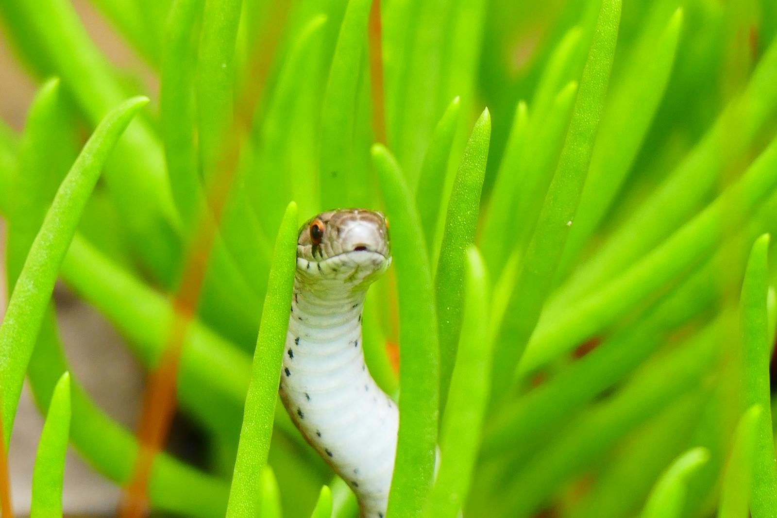 Scientists discovered a giant ancient snake that may have rivaled Titanoboa