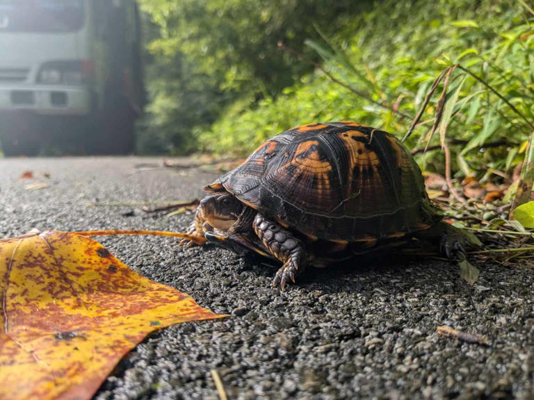 Spotted a turtle on the road? Experts say do this first