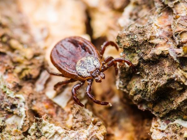 Tick bites are on the rise. How common is Lyme disease in Pittsburgh?