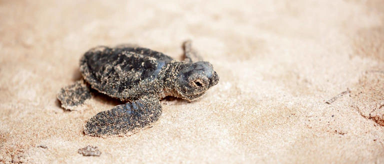 Spotted a turtle on the road? Experts say do this first