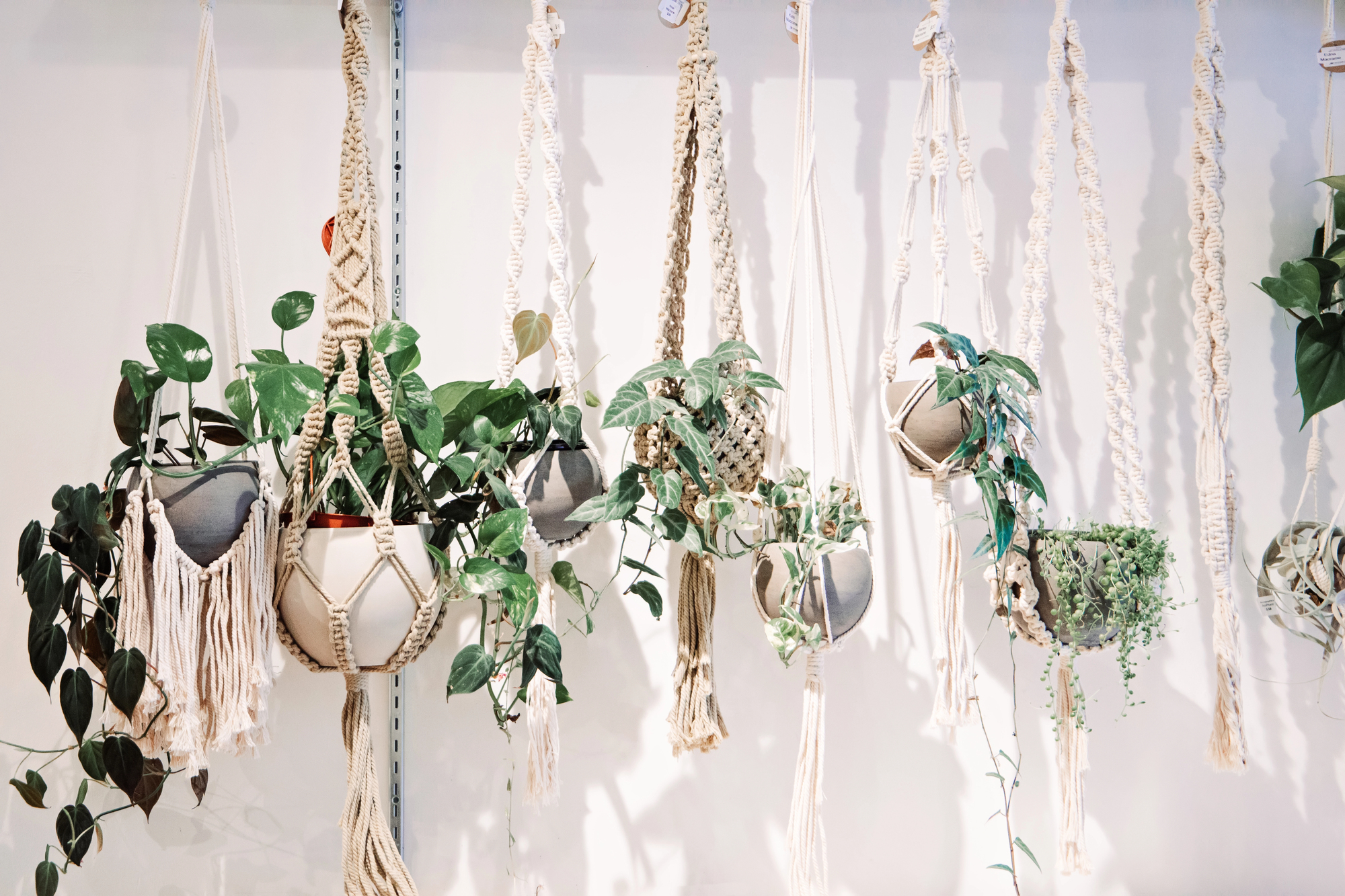 20 tips for displaying plants most effectively