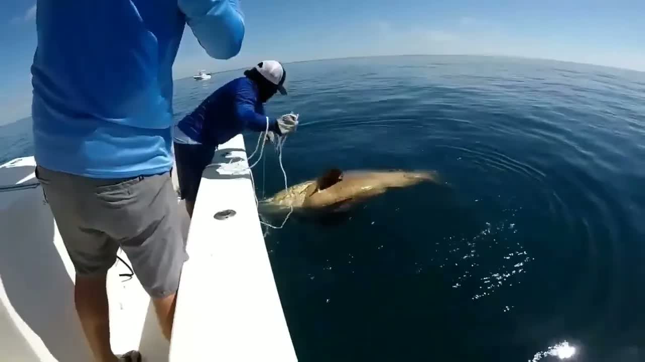 Monster goliath grouper crushes bait, caught on camera