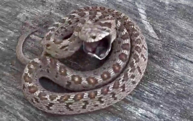 Egg-eating snake unleashes terrifying puff adder impersonation to scare ...
