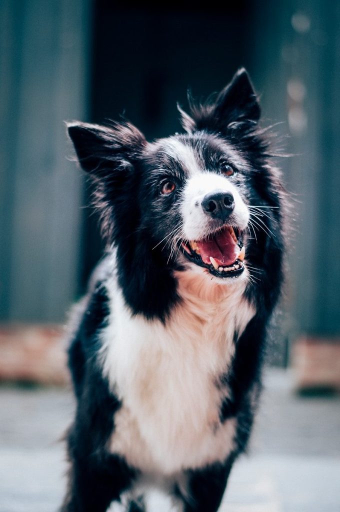 6 highly trainable dog breeds known for obedience and intelligence