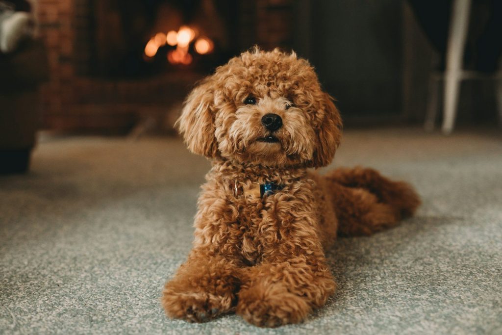 6 highly trainable dog breeds known for obedience and intelligence