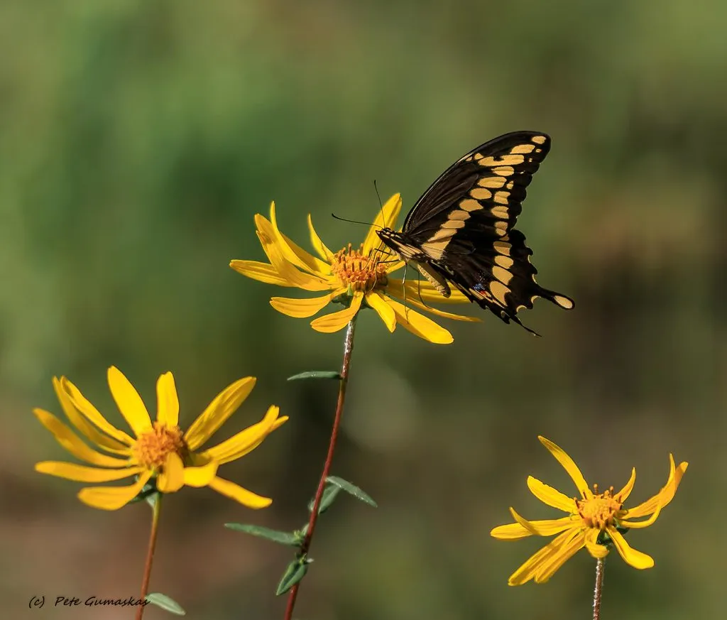 7 vibrant native flowers that will bring hundreds of monarchs to your yard