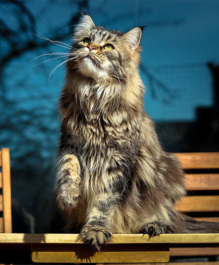 51 massive Maine Coon cats known for being huge softies