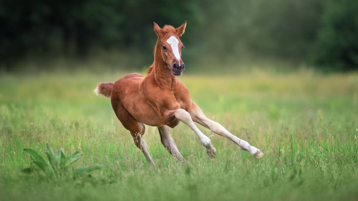 California Thoroughbred Breeders Association relocates office