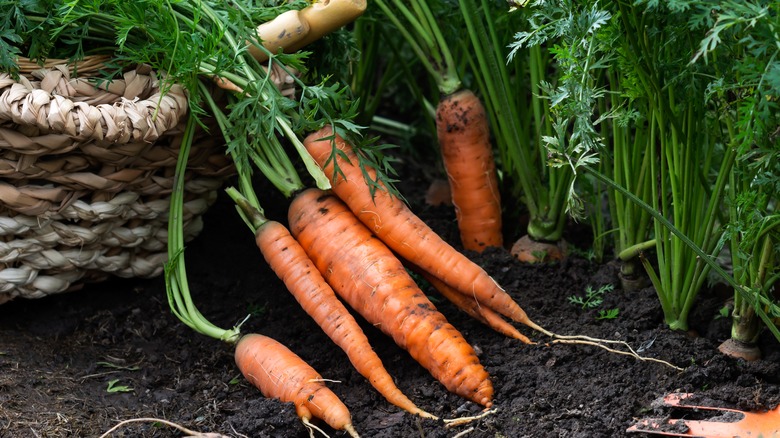 Common foods with bizarre side effects