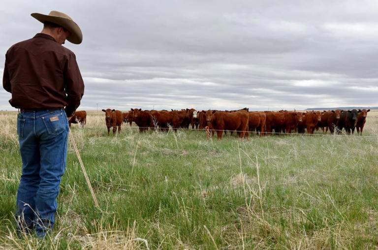 A flesh-eating fly adds to the beef industry’s list of problems