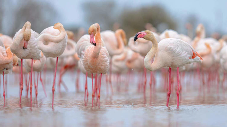 24,000 flamingos are wintering in Venice. Will they stay?