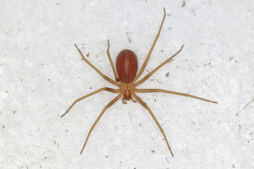 Man almost loses his arm after 'horrific' spider bite in Malaga