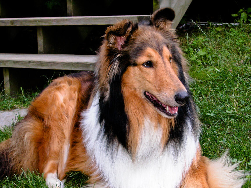The 15 least aggressive dog breeds