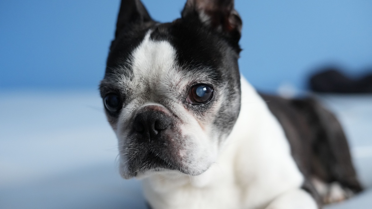 Is your senior dog happy? A vet says to look for these 7 signs