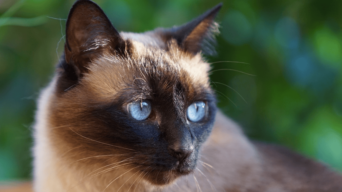 14 cat breeds you should never underestimate, no matter how well ...