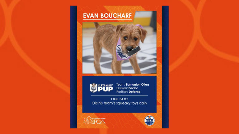 Local shelter dogs to face off on the ice for NHL's Stanley Pup