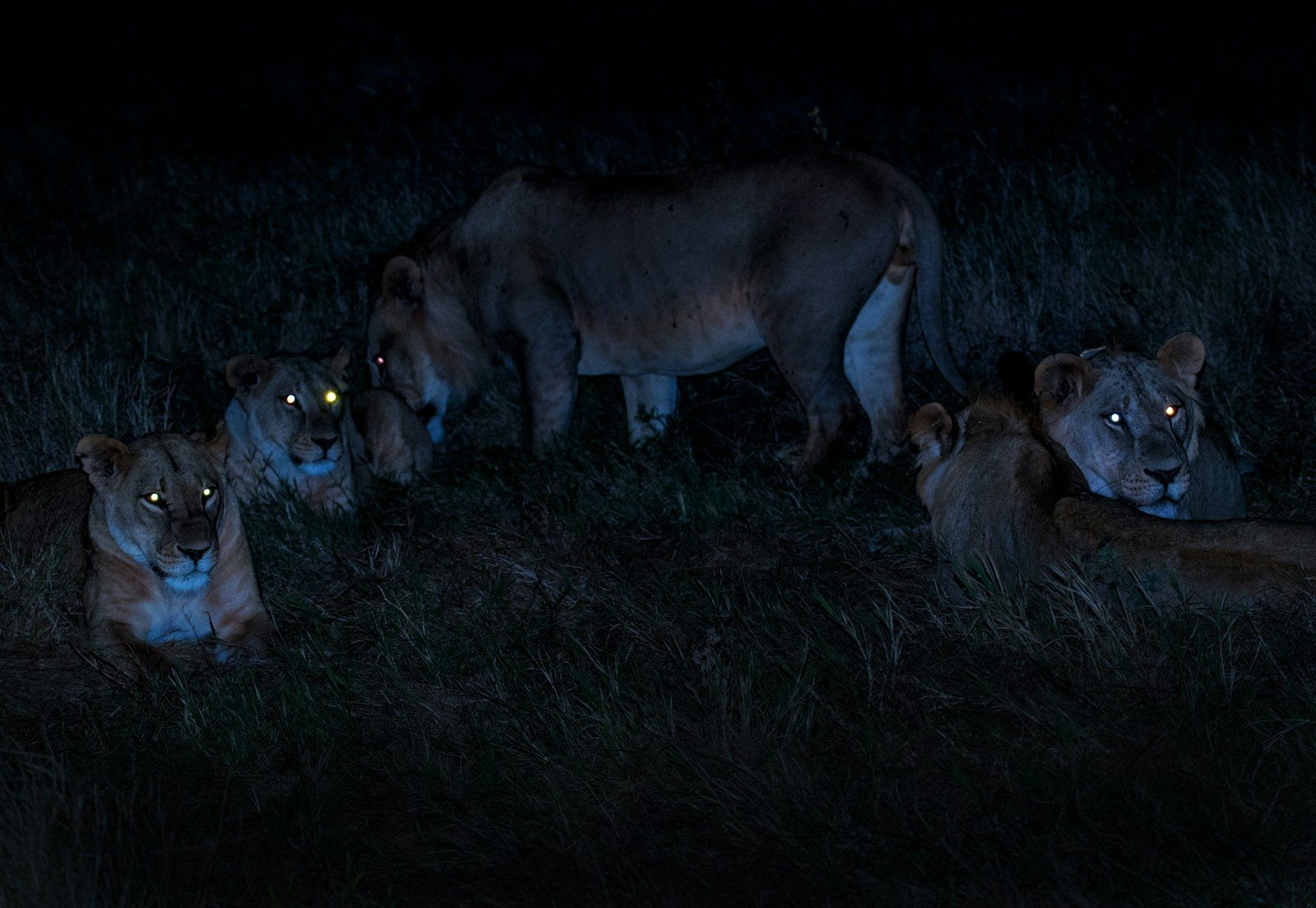 How lion night vision works and why lions dominate the darkness