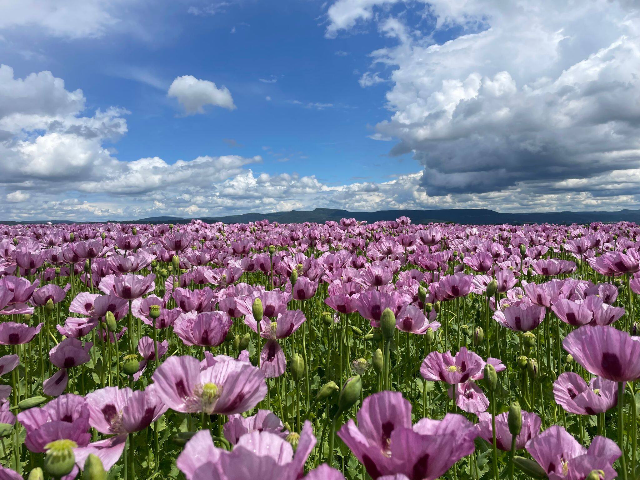 Die Blütezeit beginnt: Alle Infos zur Mohnblumenzeit im Frau-Holle-Land