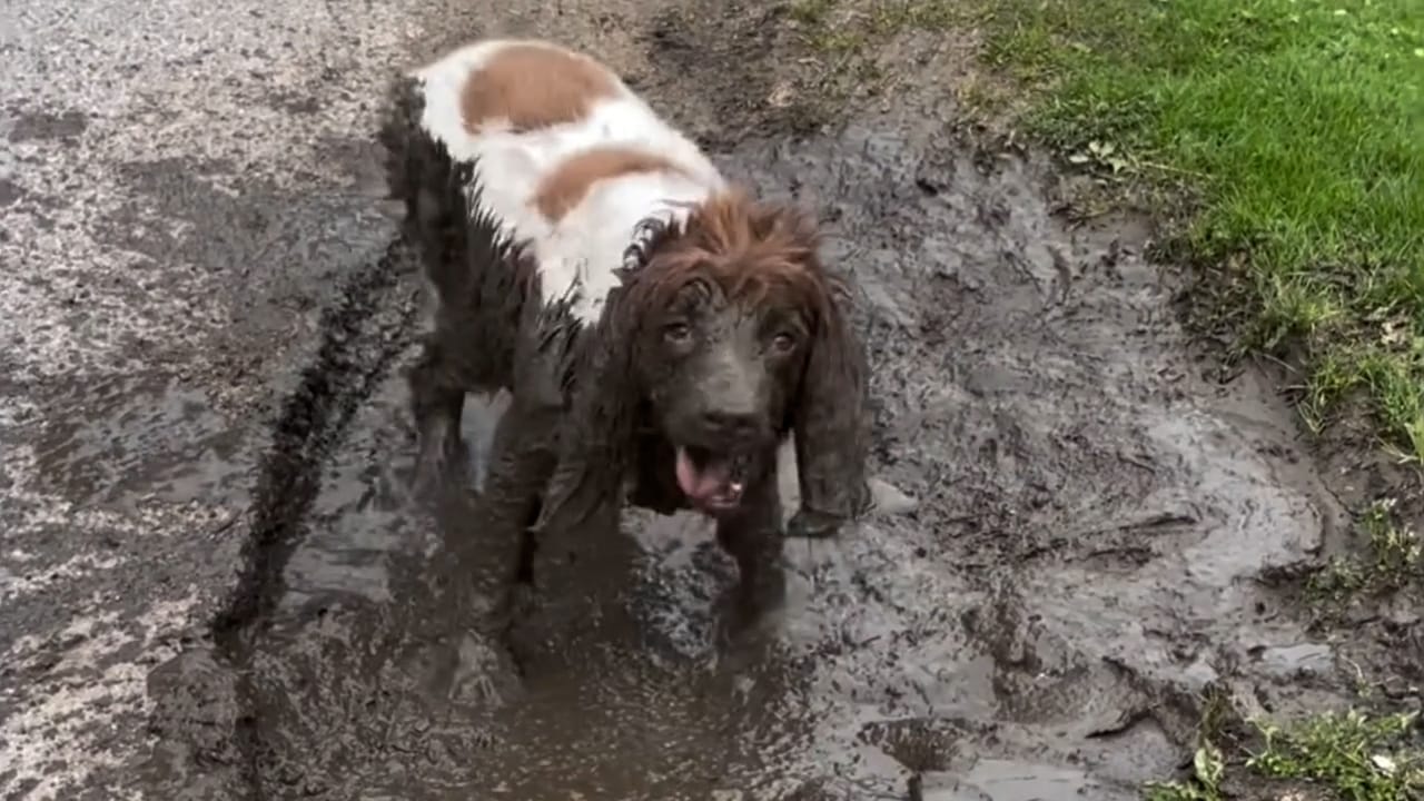 Pup enjoys full-body mud bath