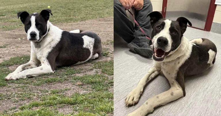 Dog missing for a year found living with coyotes - finally returns home
