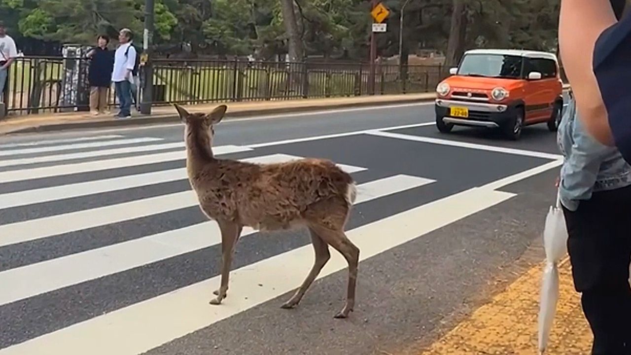 Japan's most law-abiding pedestrian turns out to be a deer