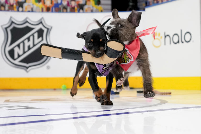 Local shelter dogs to face off on the ice for NHL's Stanley Pup