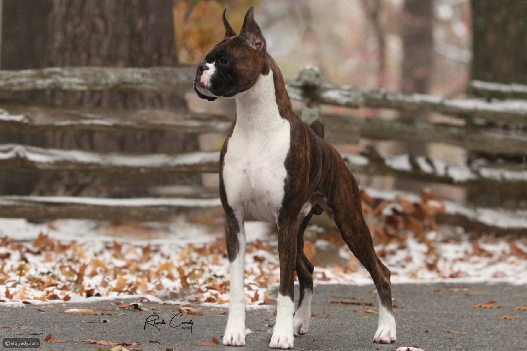 Thinking about getting a dog? Read this list first