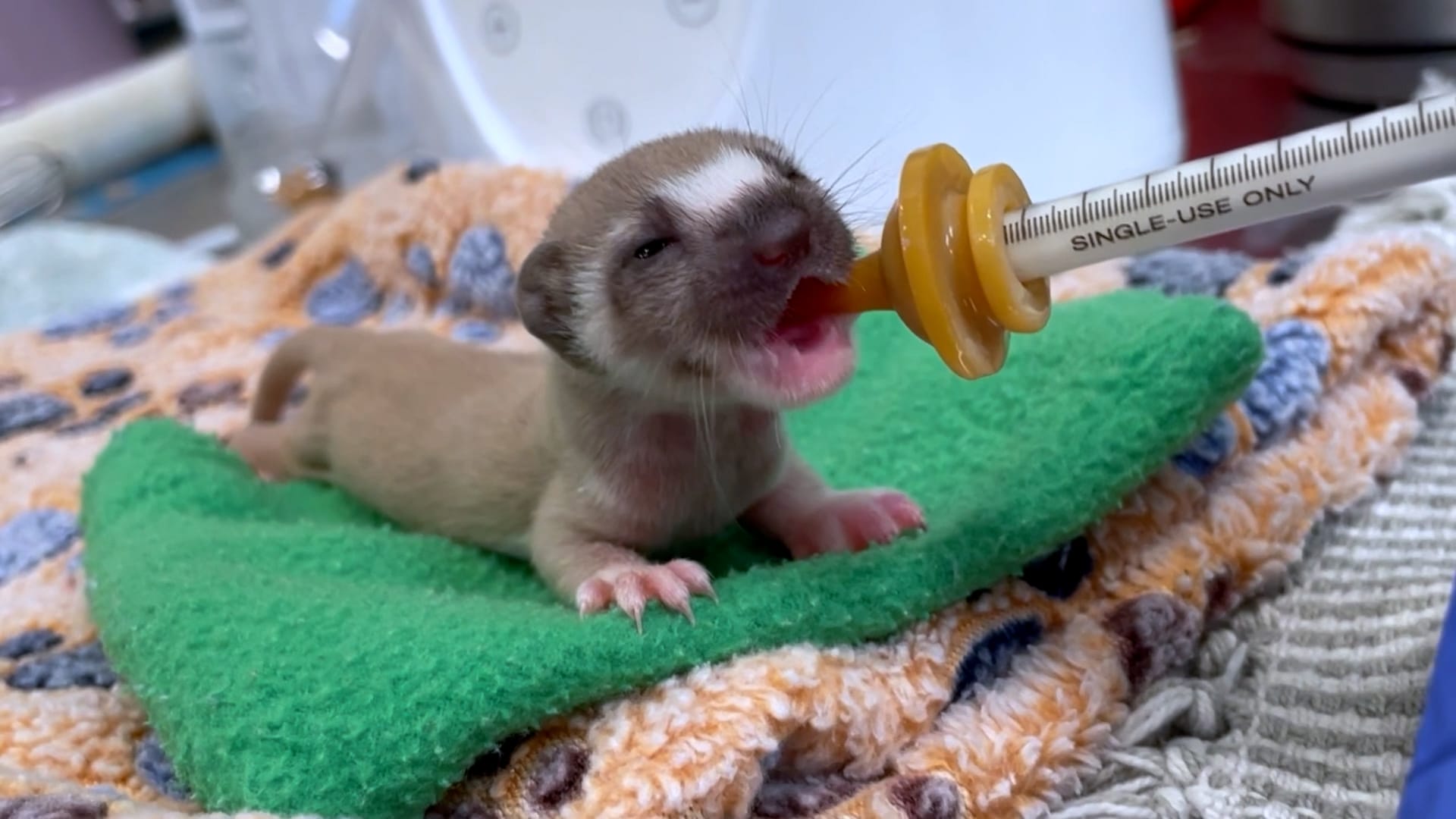 Long-tailed weasel returned to the wild after spending 70 days in care