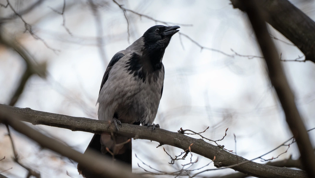 5 remarkable stories of crow rescues and bonds