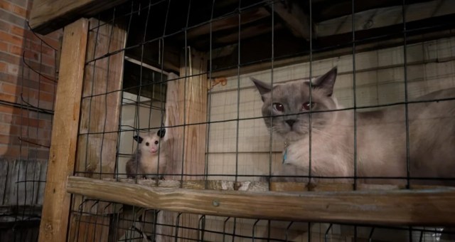Tiny opossum named Roger squeezes through wire mesh for a surprise visit