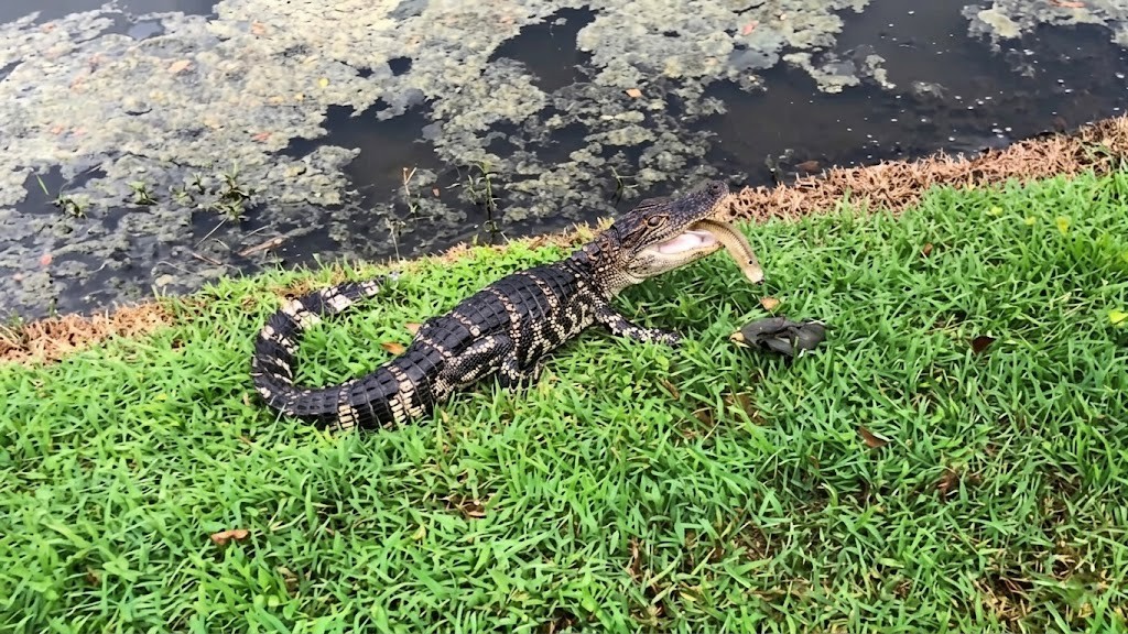 He thought it was just a pond until a baby alligator attacked his lure ...