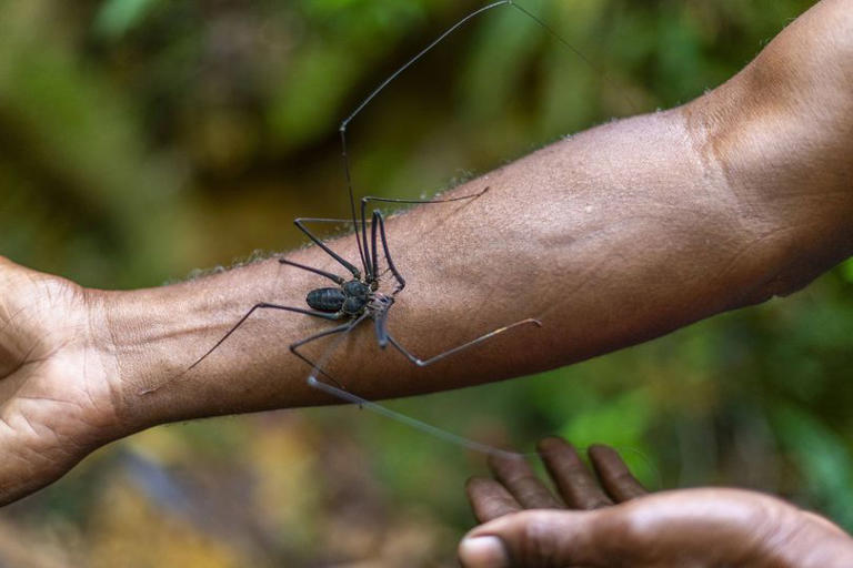 Man almost loses his arm after 'horrific' spider bite in Malaga