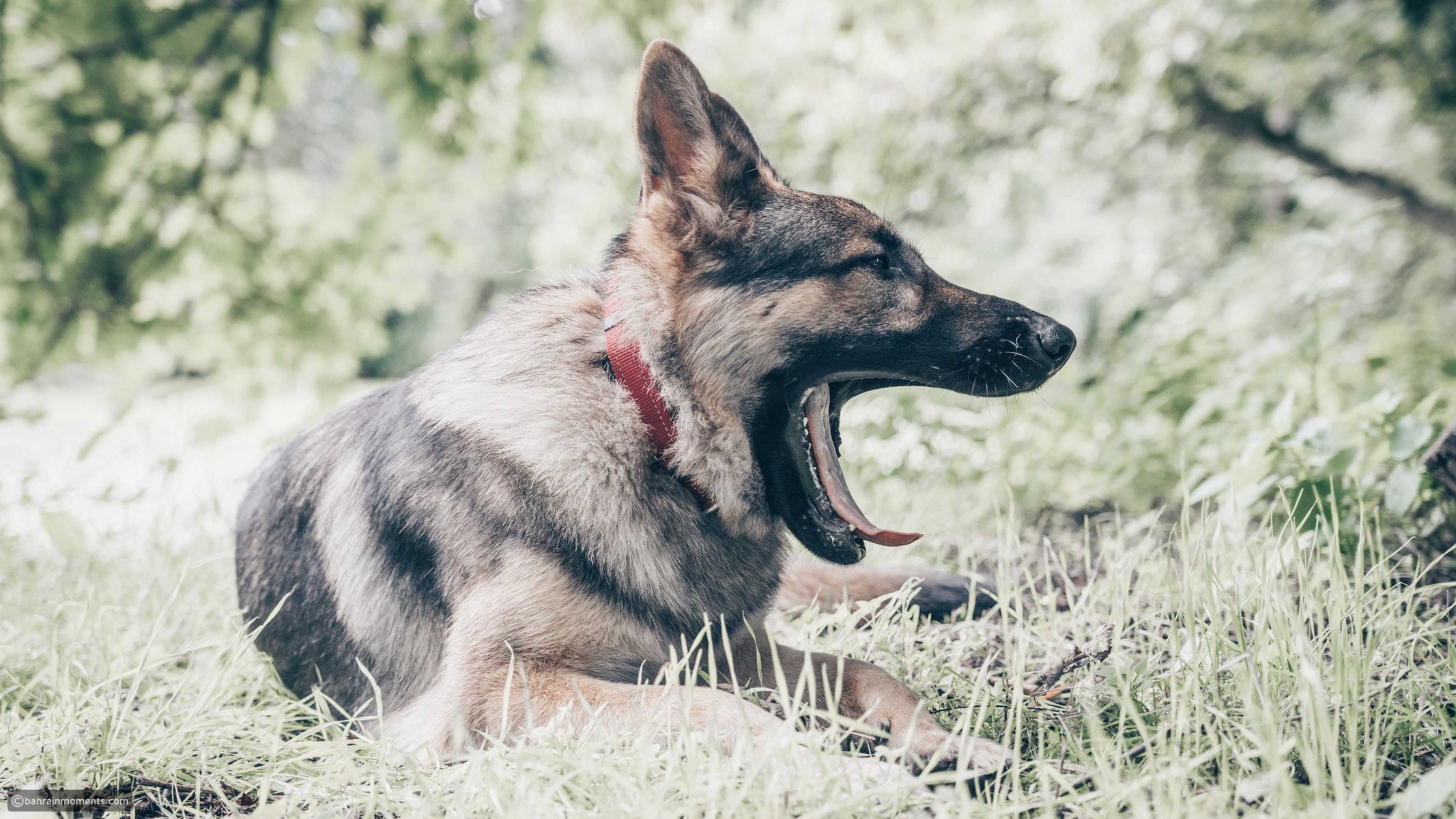 14 gentle dogs at home, fierce guardians outside