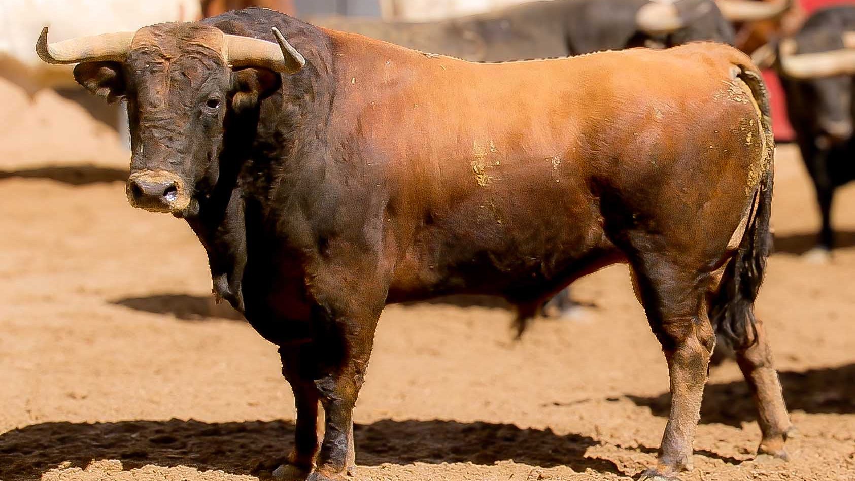 Estos son los toros para el encuentro del arte en el regreso del Corpus ...
