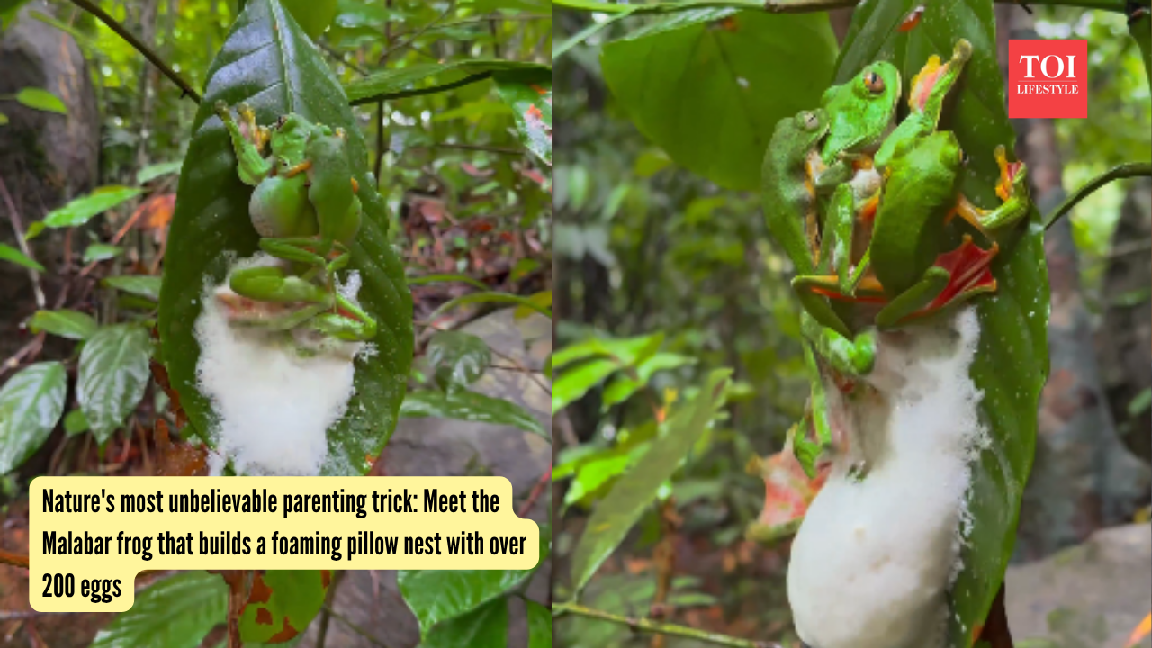 The 'magic potion' behind trees: scientists discover protein that let ...