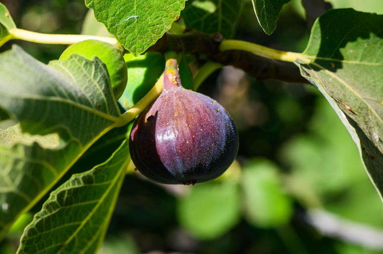 How to grow a fig tree in your garden for bigger harvests and sweeter fruit