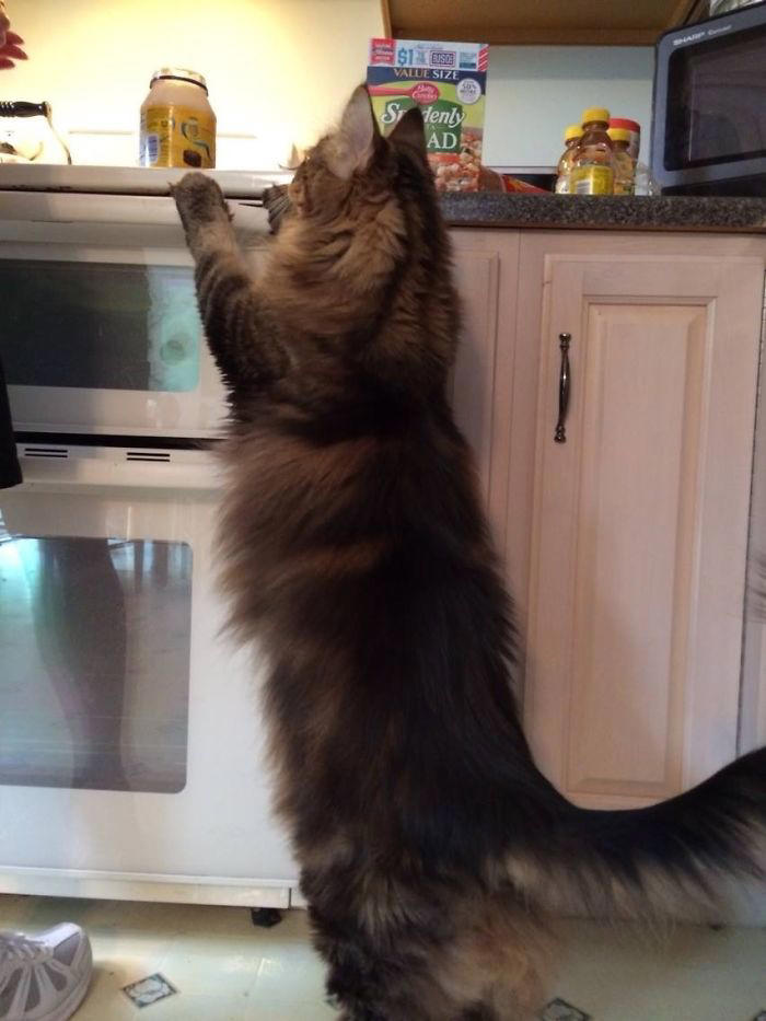 51 massive Maine Coon cats known for being huge softies